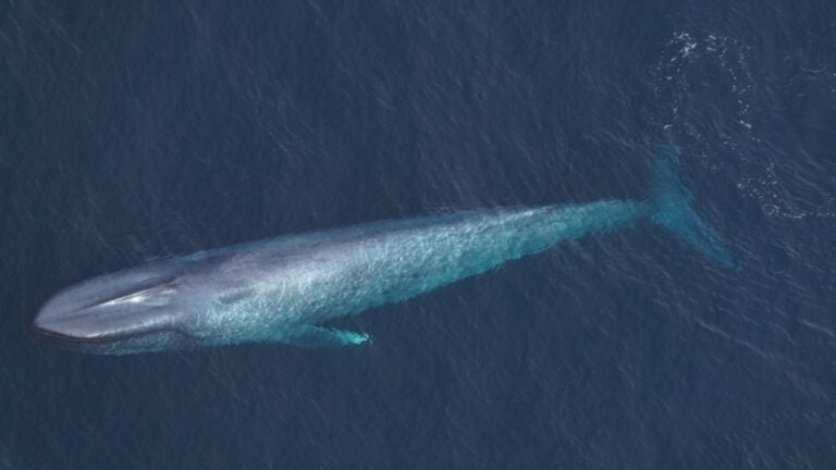 In rare sightings, scientists spot blue whales in waters off Martha's ...