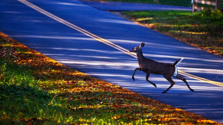 Healey pushes to get rid of Sunday hunting ban