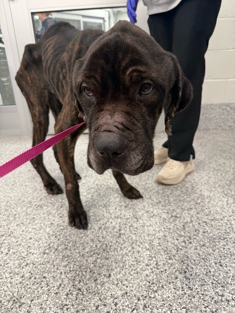 An underweight dog rescued in Dorchester receives care and looks for a ...