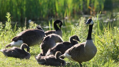 Goose expert responds to viral Boston goose attack video