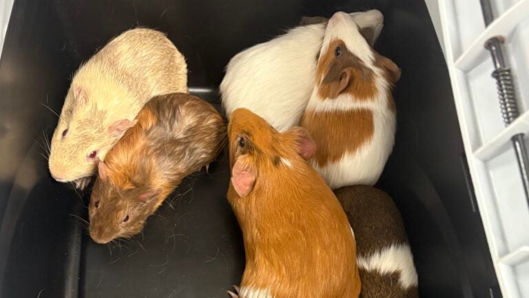 Waltham animal control officers recover ‘pile ’o pigs’ dumped in woods ...