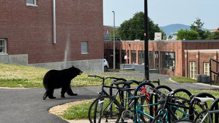 Black bear gets booted after strolling onto UMass Amherst campus