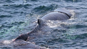 Entangled humpback whale freed from fishing gear off Mass. coast