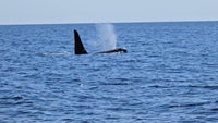 'Old Thom,' iconic solitary orca, spotted by Cape Cod fishermen
