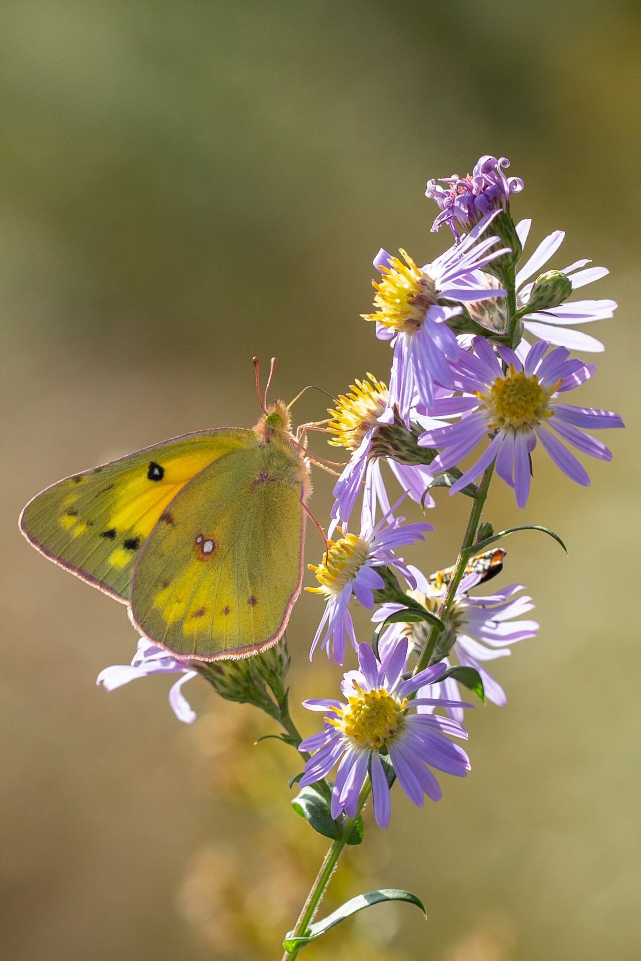 Ask the Gardener: Attracting butterflies and bees to your garden this ...