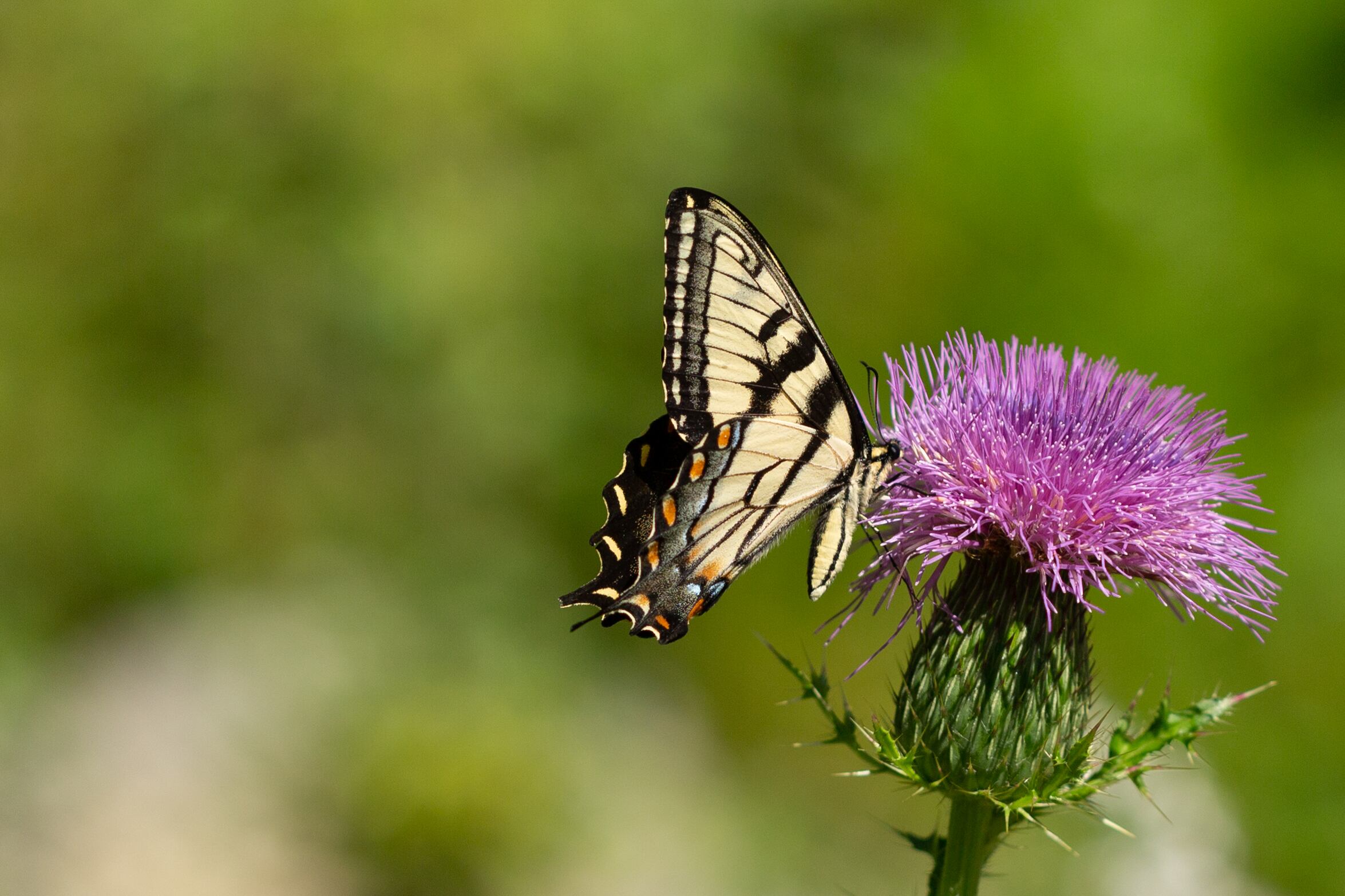 Ask the Gardener: Attracting butterflies and bees to your garden this ...