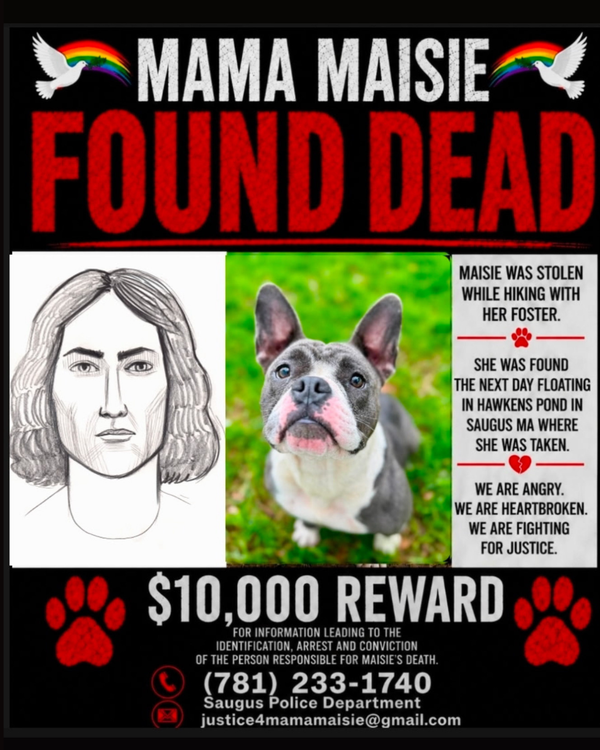 Foster dog stolen during Saugus hike found dead in pond
