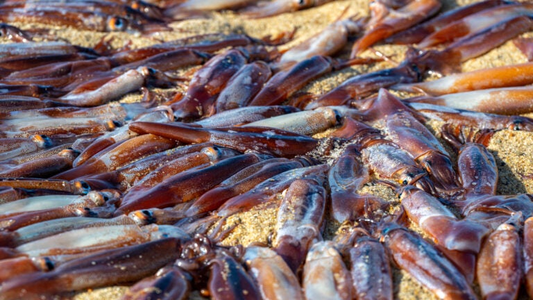 Here's why thousands of squid washed up in Provincetown